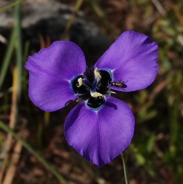 News | Wild Irises of the Western Cape