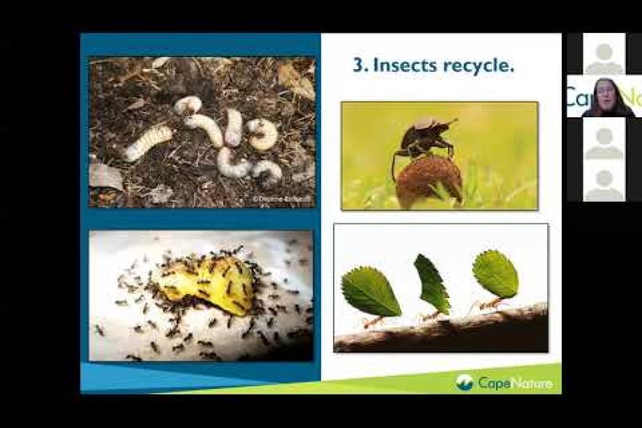 Resources | Video: Webinar - The Wonderful World of Insects