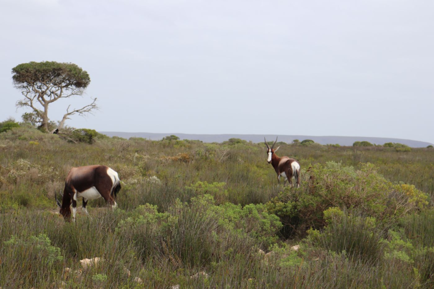 The bontebok - a species saved from the brink of extinction