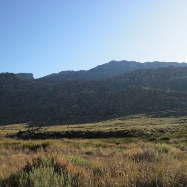 News | Cedar Trees Celebrated at Planting Event