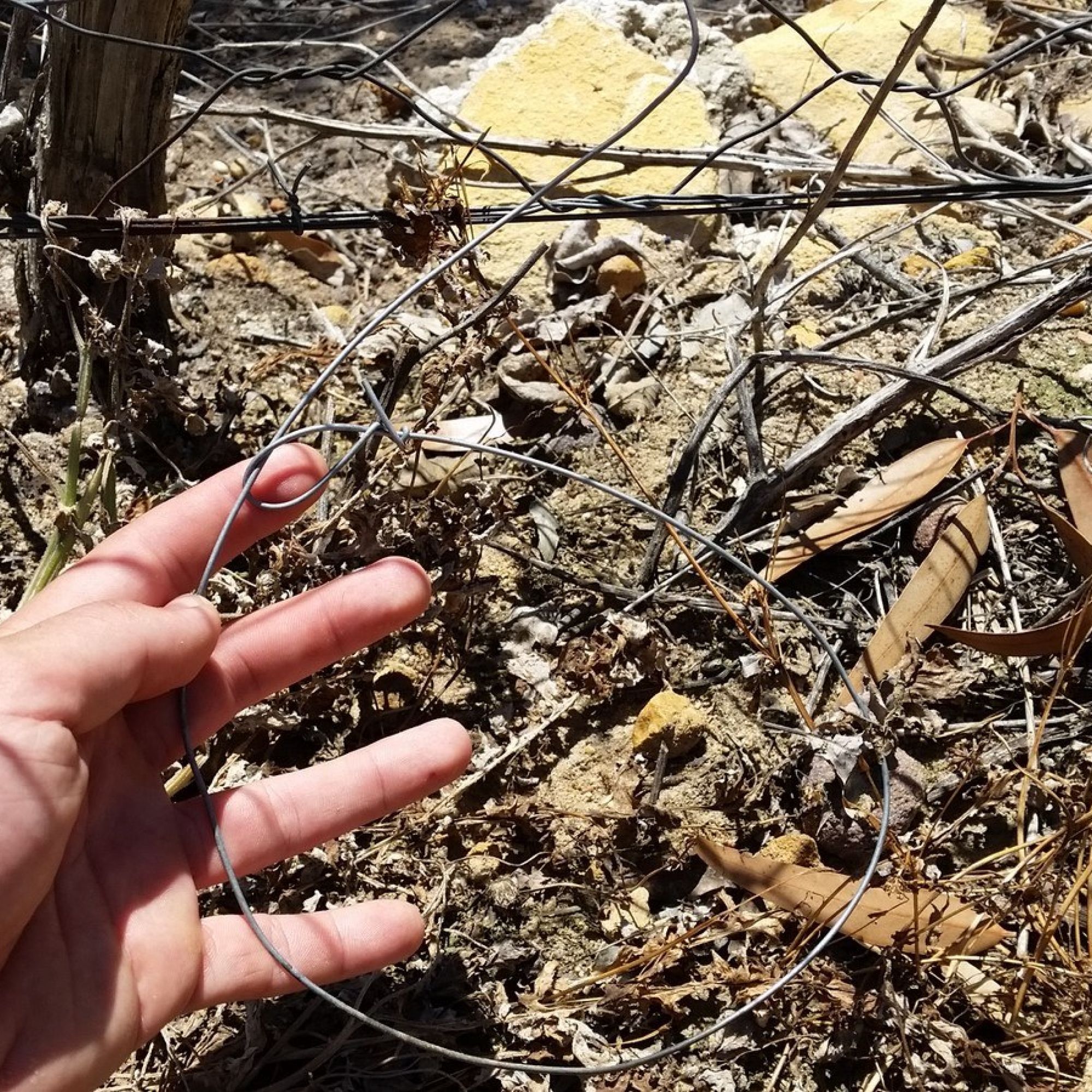 Move to Protect Wildlife From Snares in the Western Cape – Capenature