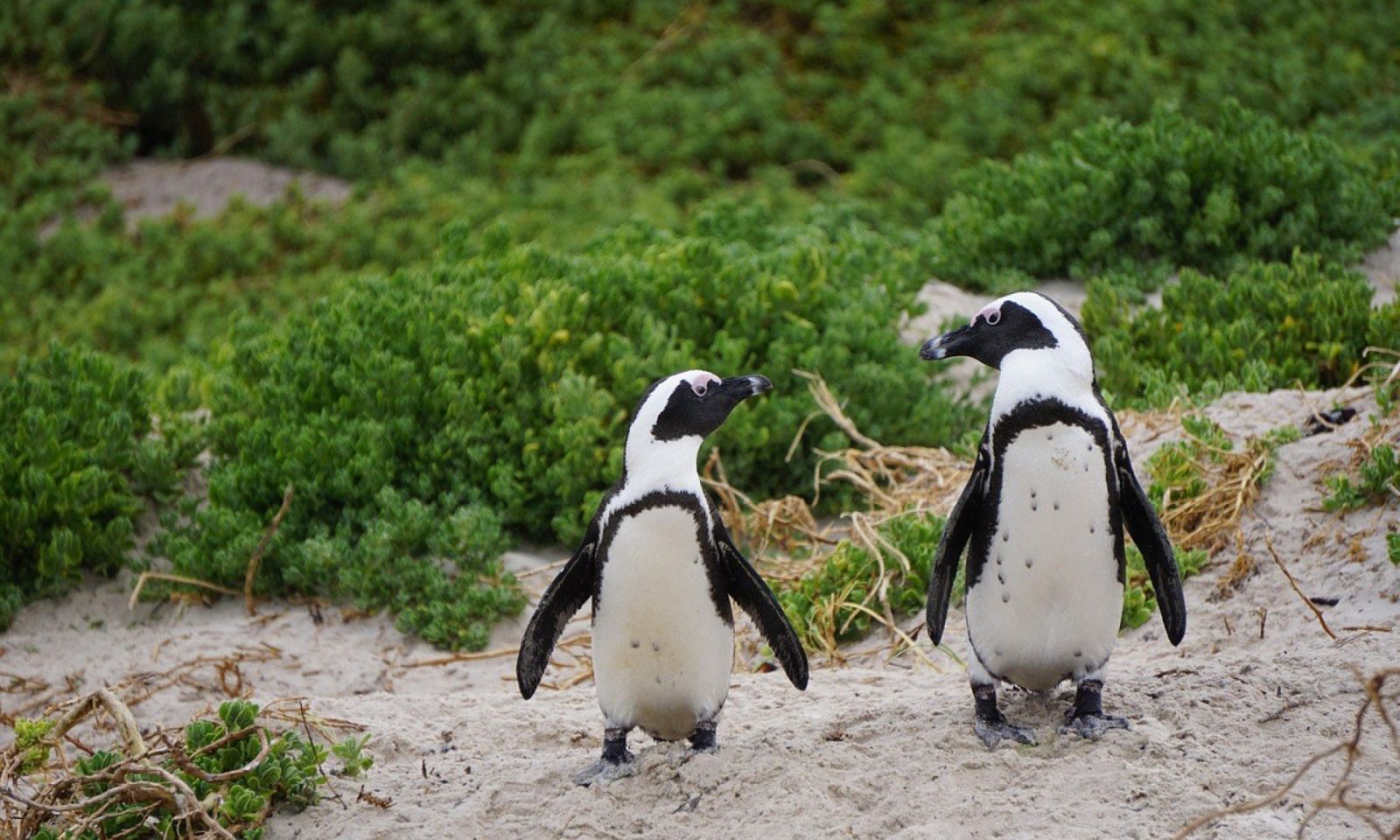 Waddle This Way! Meet the African Penguin and Its Feathered Friends