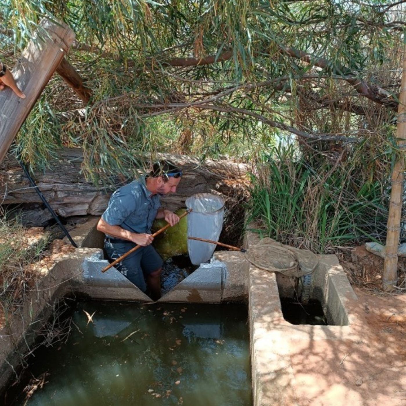 A New Invader in the Western Cape Province: The Red Swamp Crayfish ...