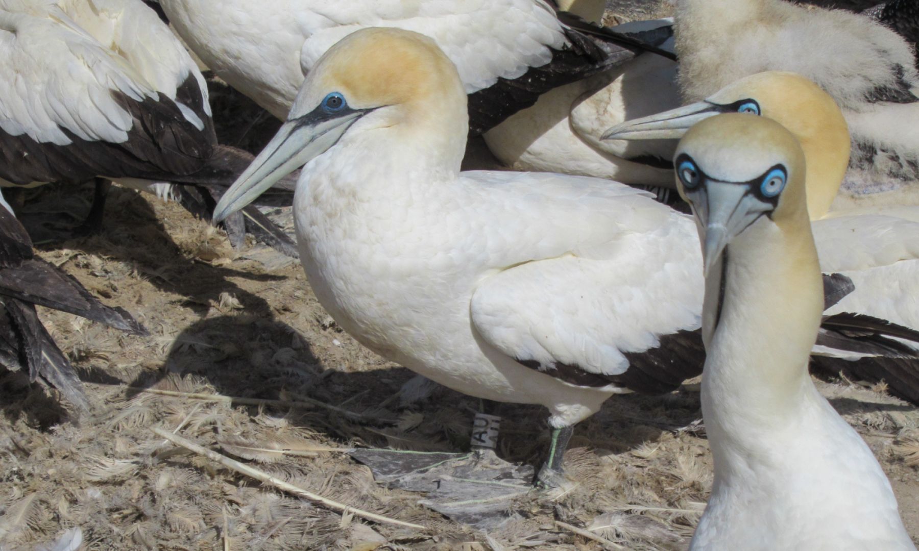 News | Unusual bird species welcomed at CapeNature’s Bird Island this ...