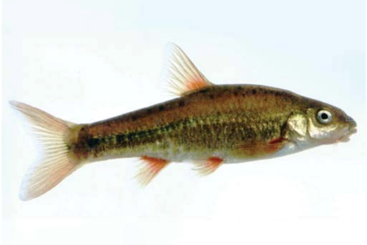 What we do – Capenature