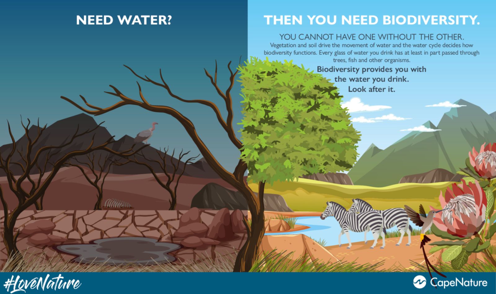 Unveiling the Critical Role of Biodiversity: Why We Need to Preserve It ...