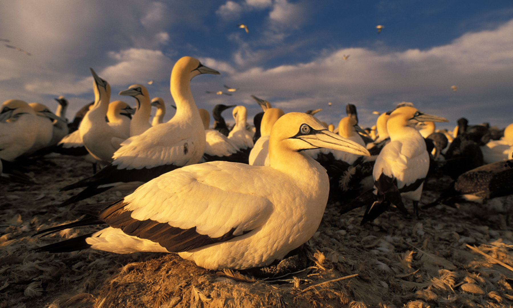 News | Elusive Boosmansbos long-tailed forest shrew recorded for the ...