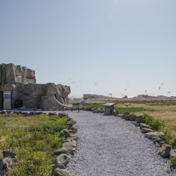 Conservation | Bird Island Nature Reserve Conservation