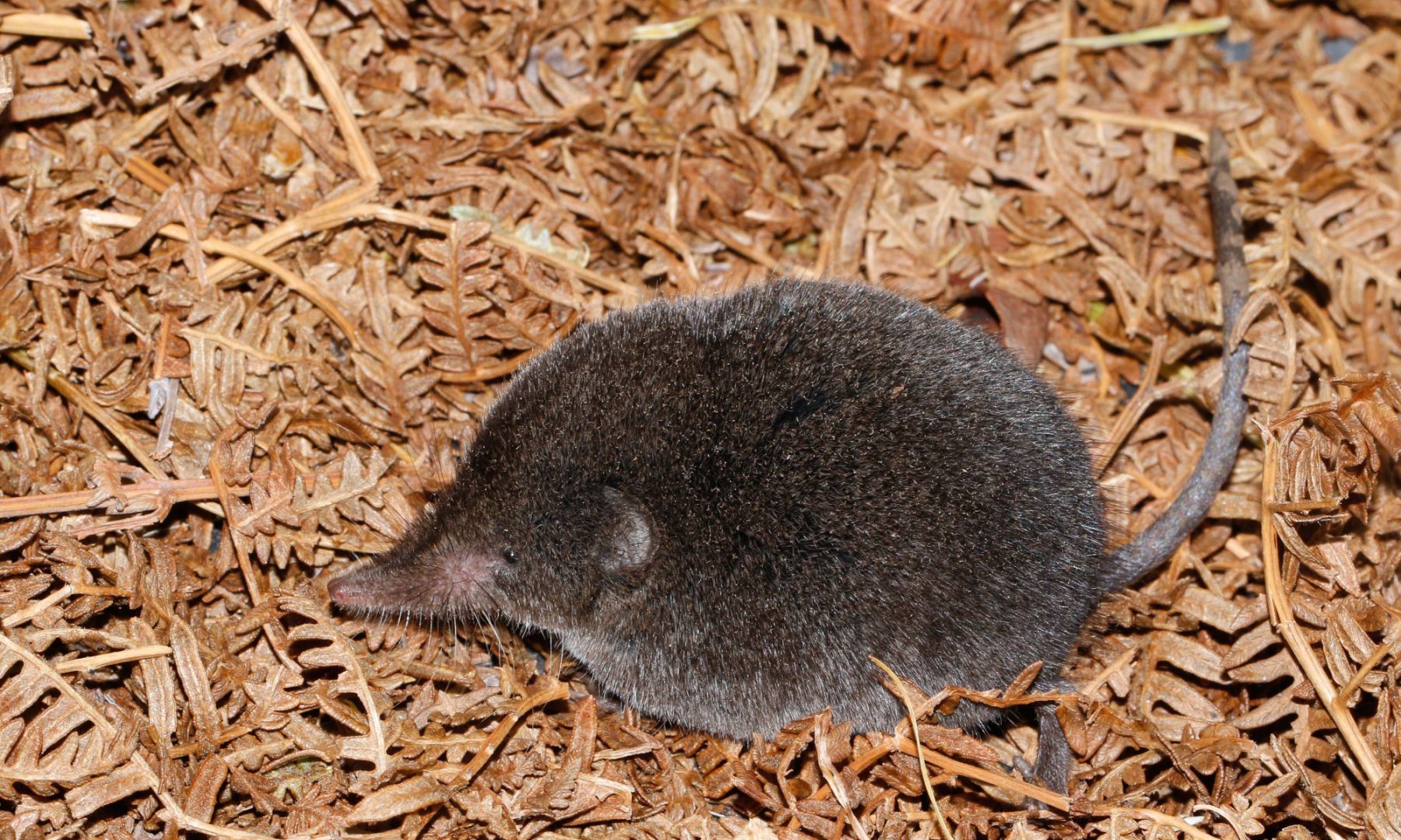 News | Elusive Boosmansbos long-tailed forest shrew recorded for the ...