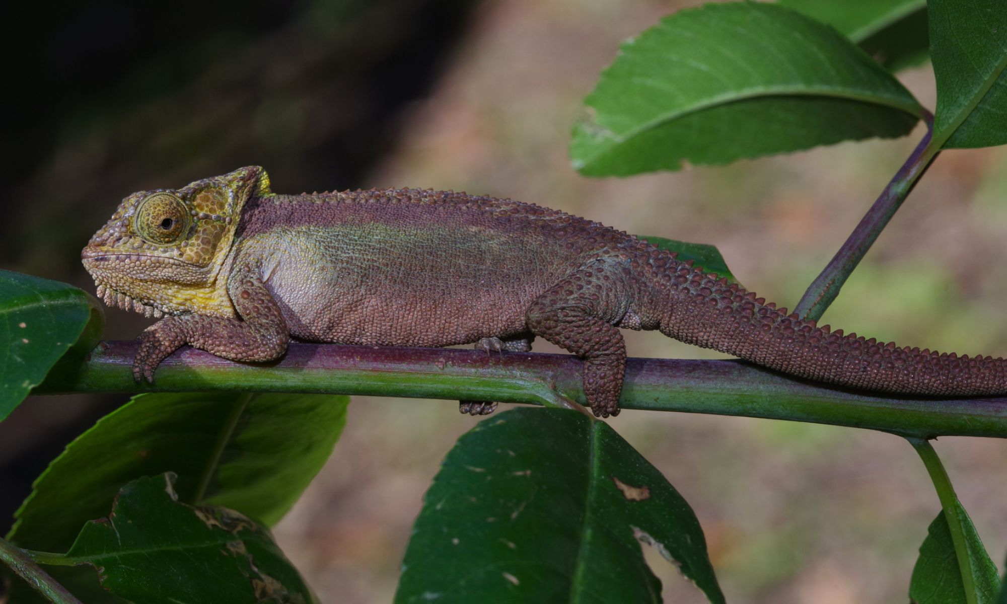 News | Now you see me, now you don’t: the hidden world of Dwarf Chameleons