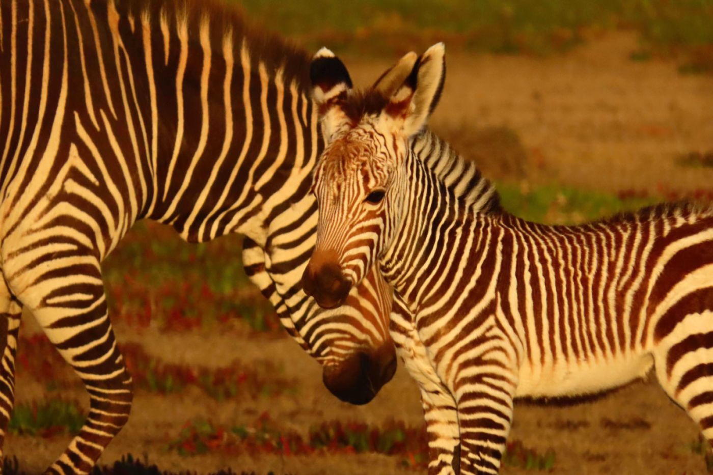 Event | International Zebra Day