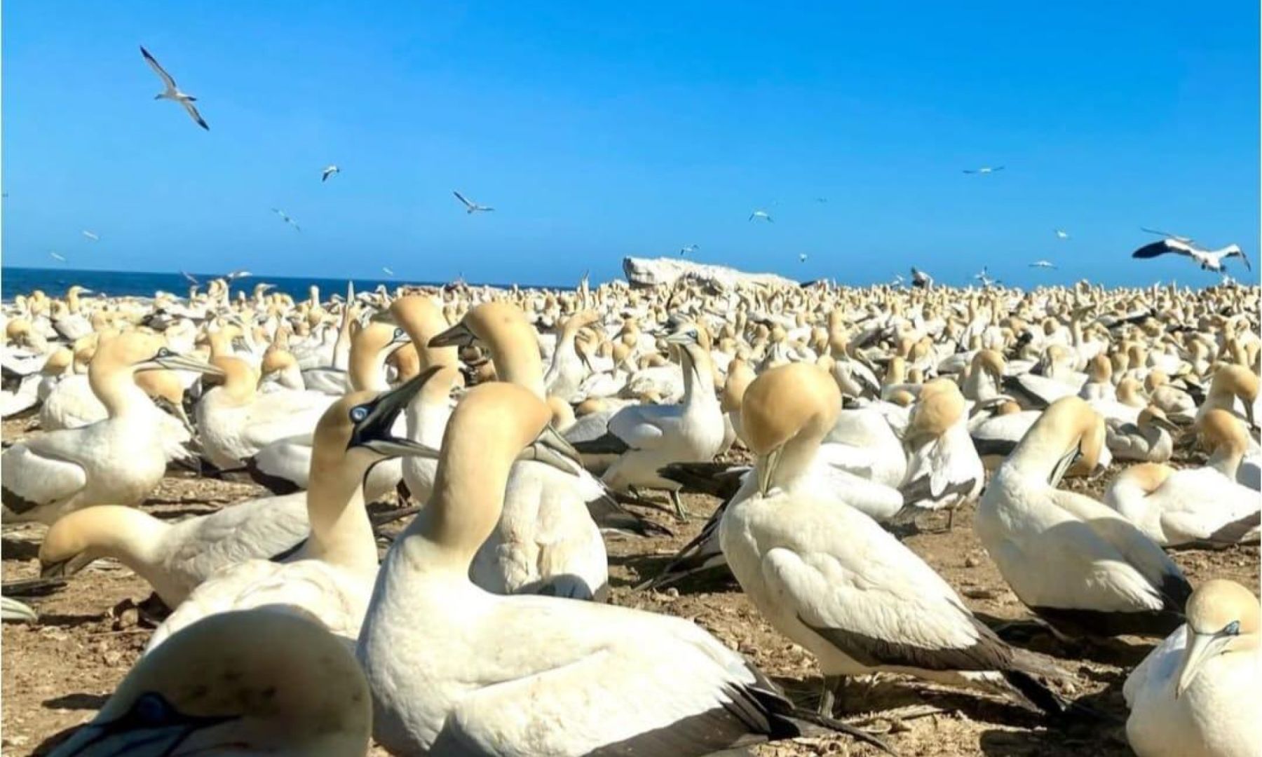 News | Elusive Boosmansbos long-tailed forest shrew recorded for the ...