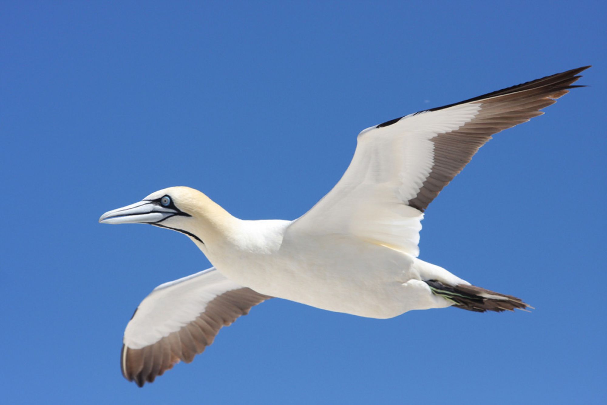 The Cape Gannet Morus Capensis Capenature