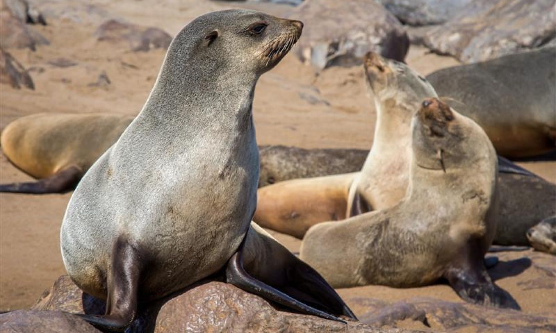 Public urged to avoid Cape fur seals amid rabies risk