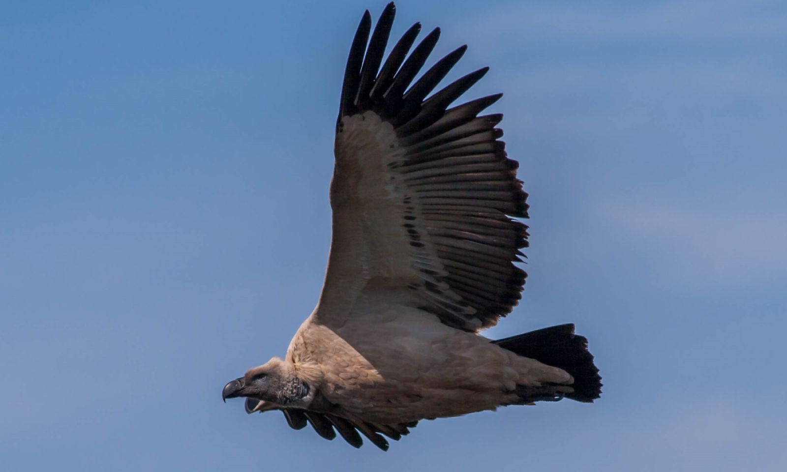 News | Guardians of the Sky: Cape Vultures in South Africa's Potberg ...