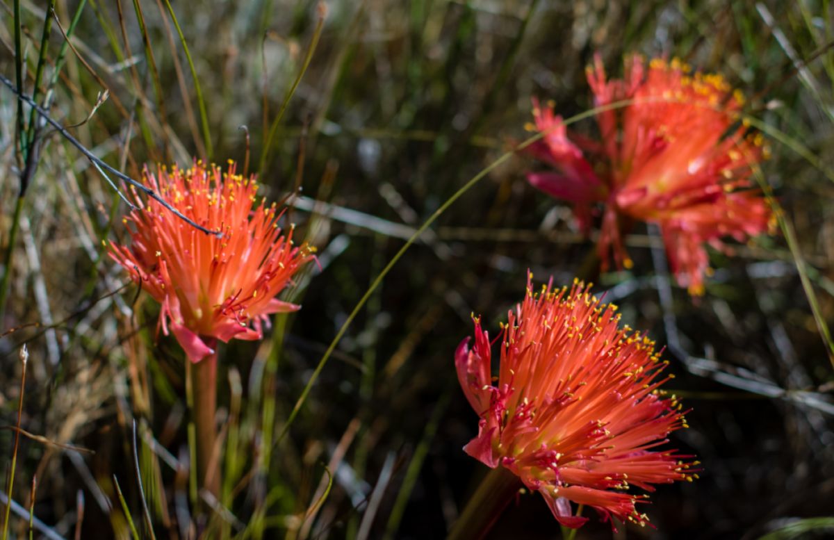 Conservation | Cederberg Wilderness Conservation