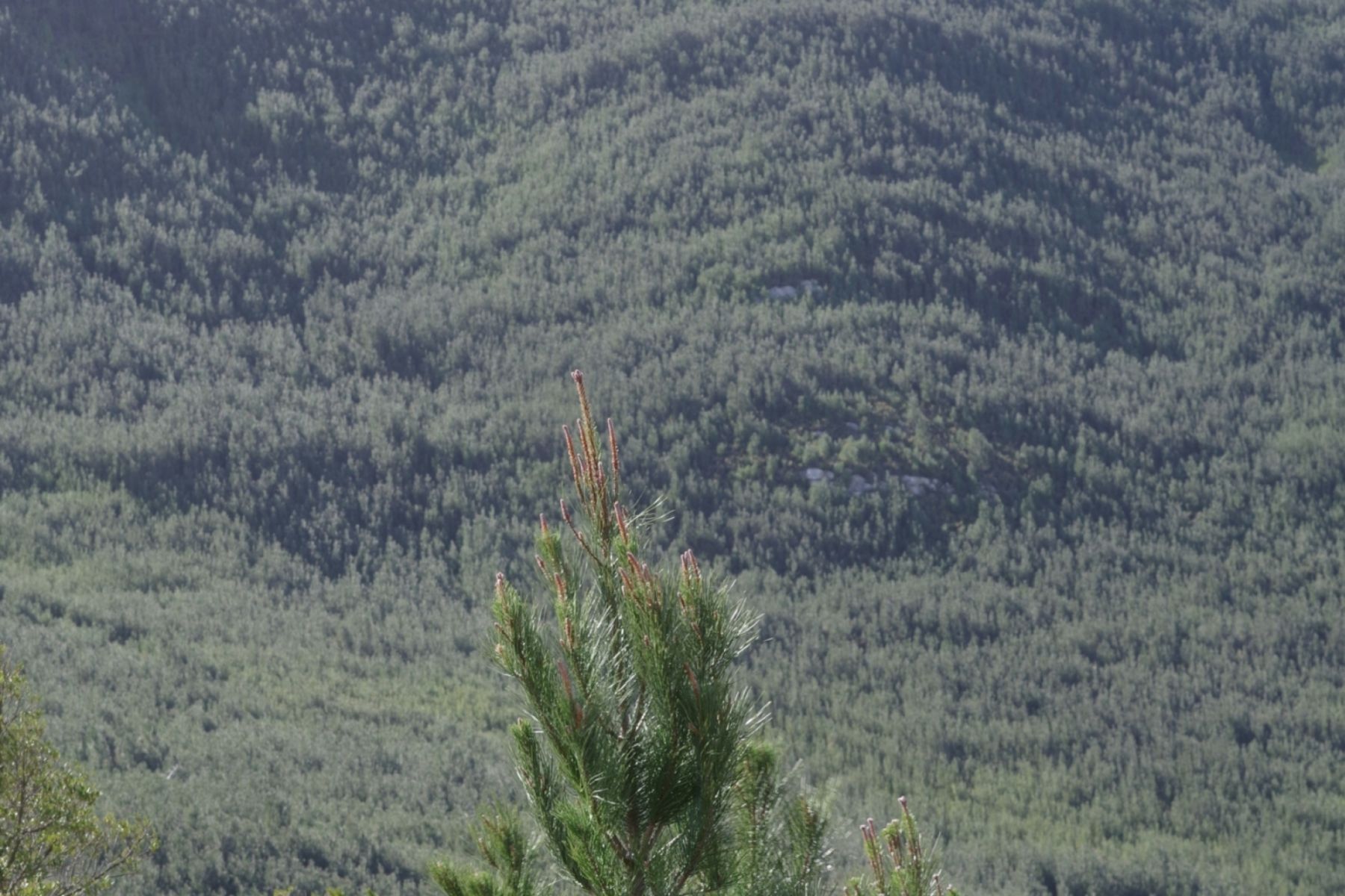 Legal implications in terms of invasive alien plant species