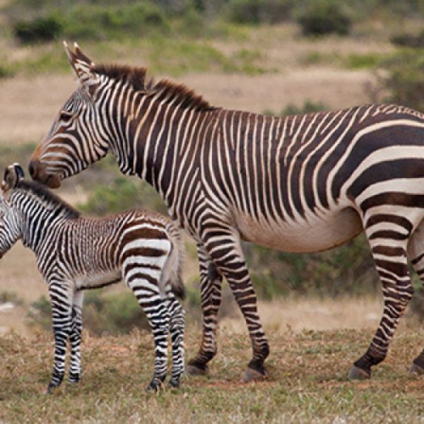 Projects | Cape mountain zebra project