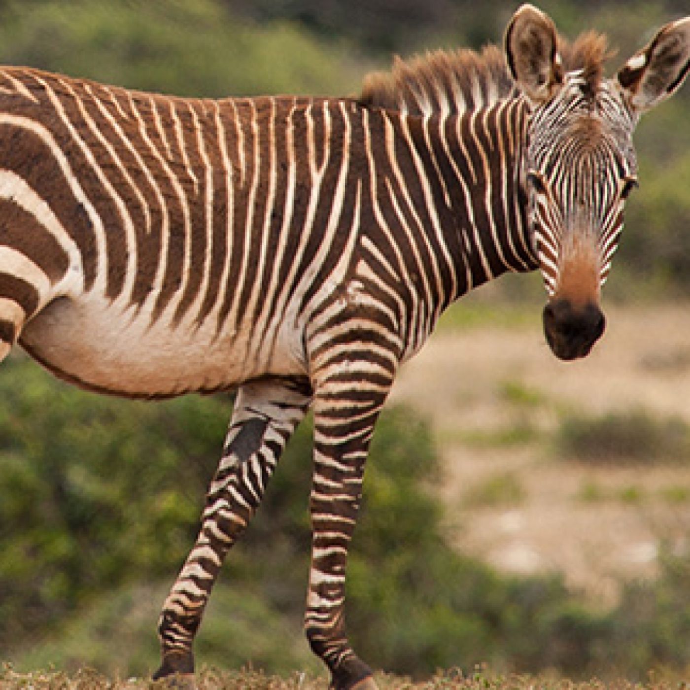Projects | Cape mountain zebra project