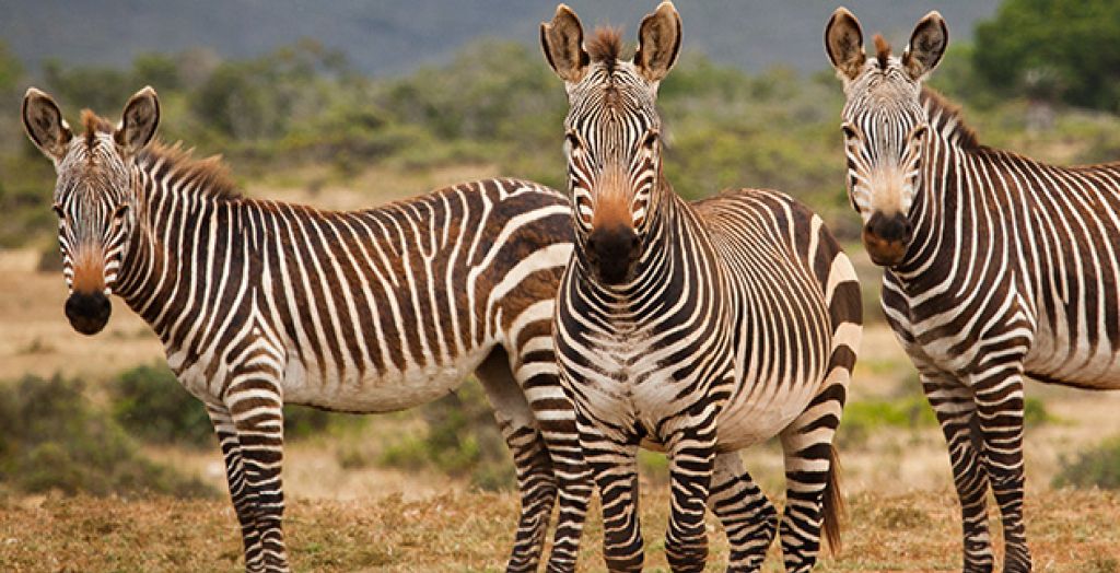 Projects | Cape mountain zebra project