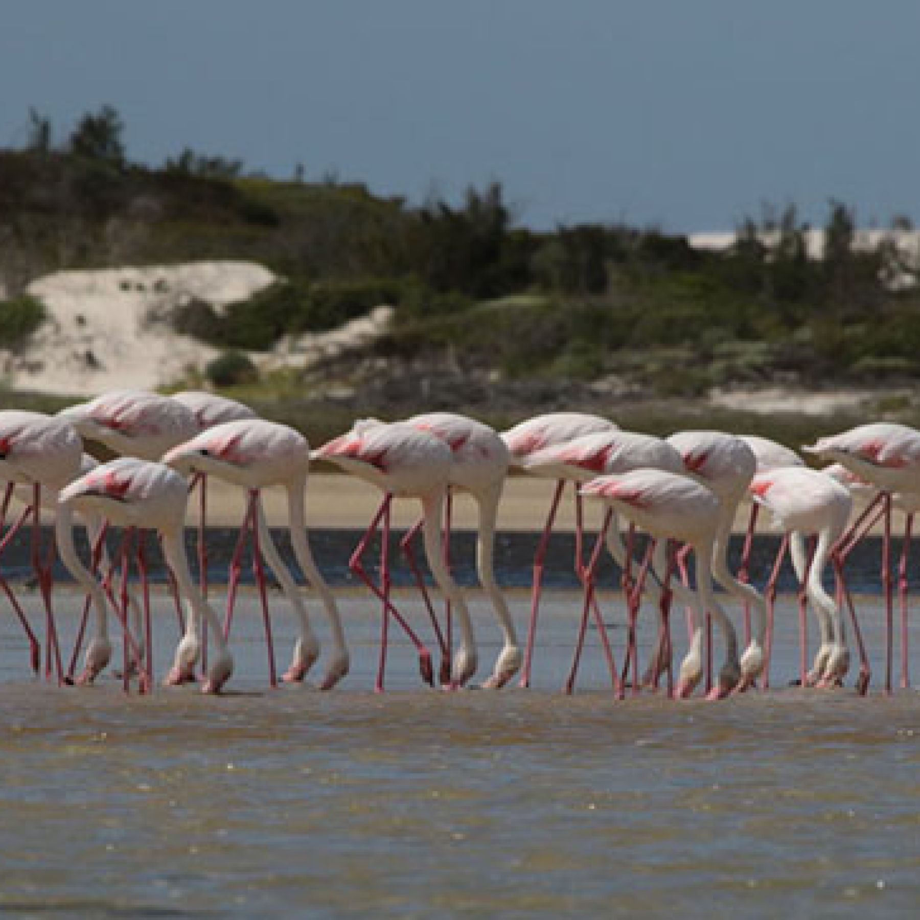 Conservation | De Mond Nature Reserve Conservation