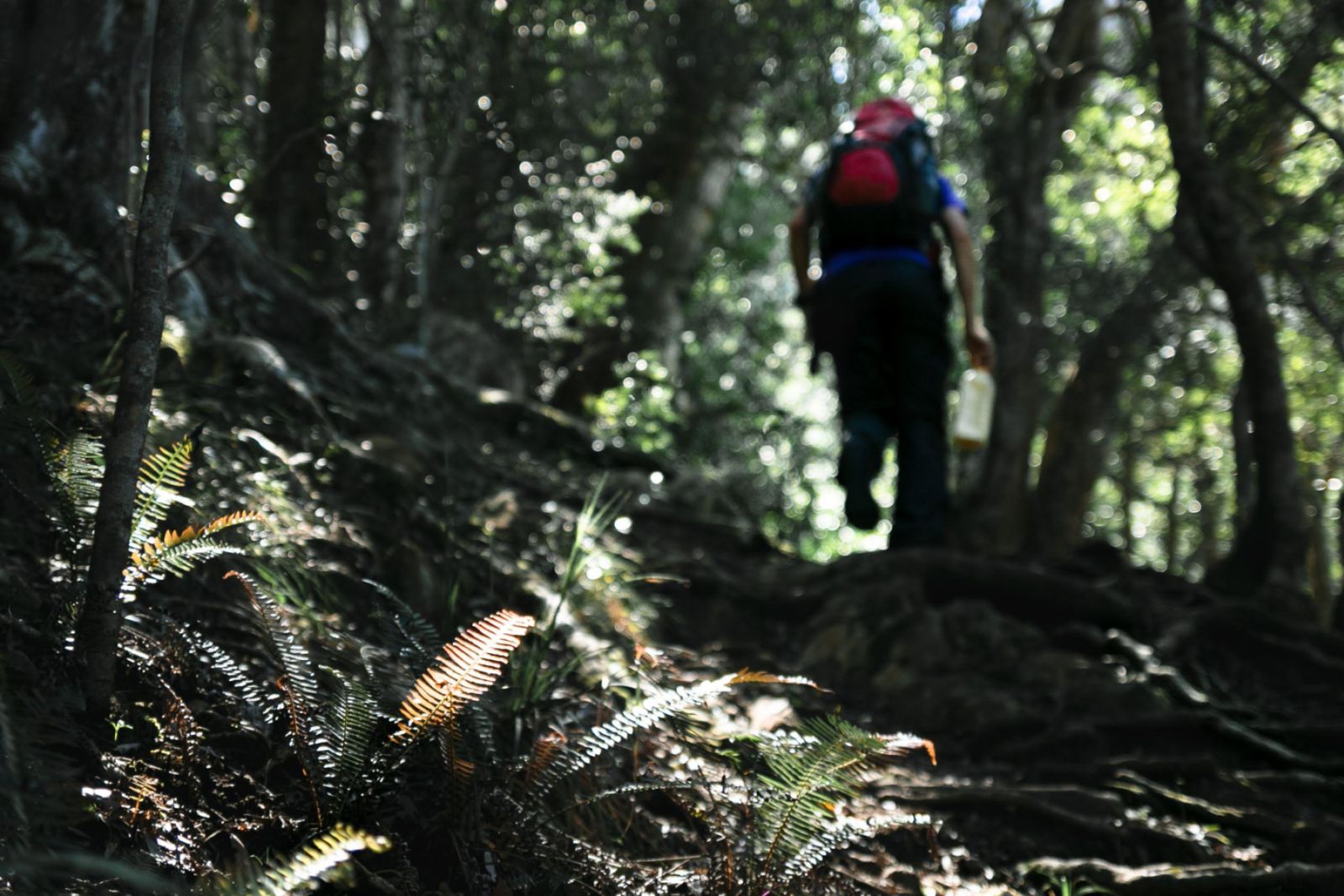 News | Forge’s top five family-friendly hikes to do this festive season