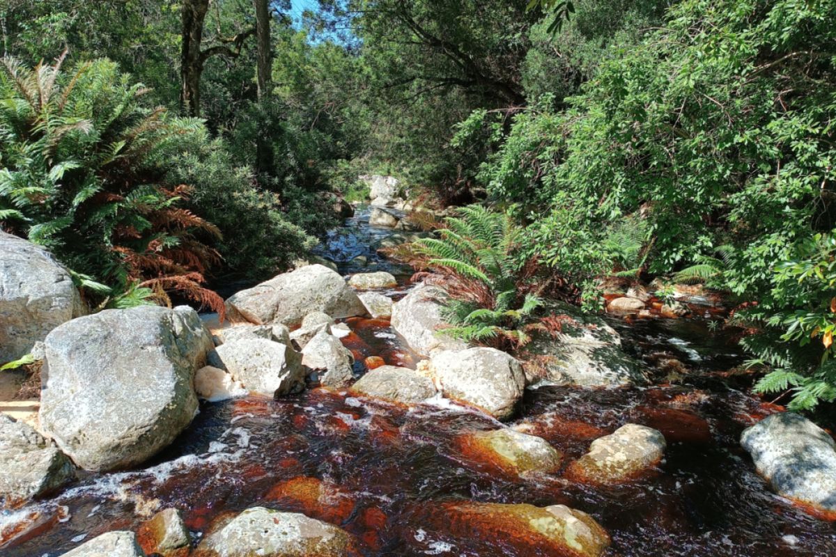 News | Fish and Forests: Sampling the rivers of the Garden Route Nature ...