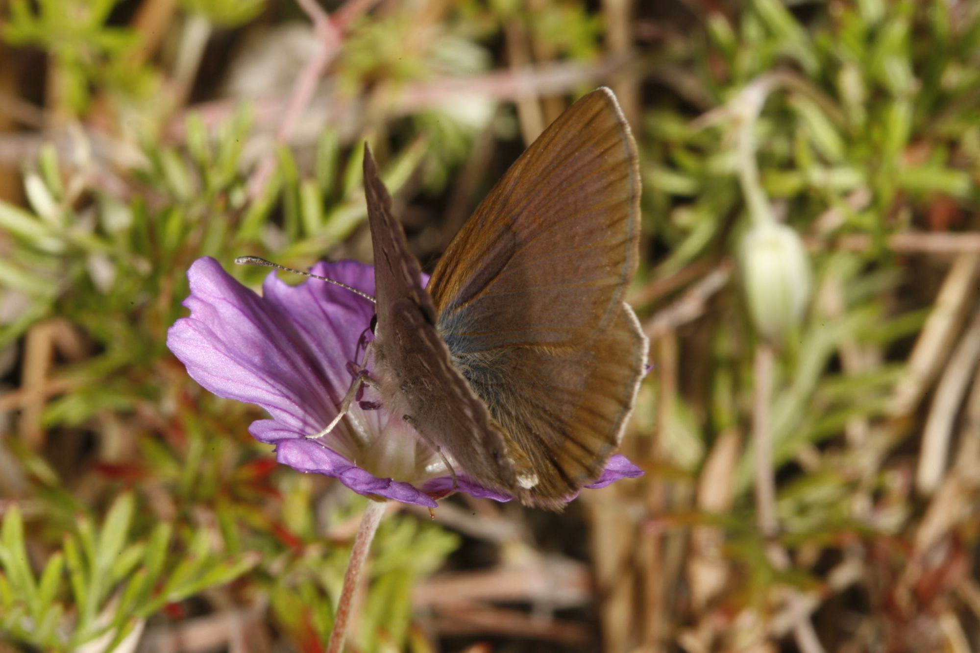 Landscape South - Capenature