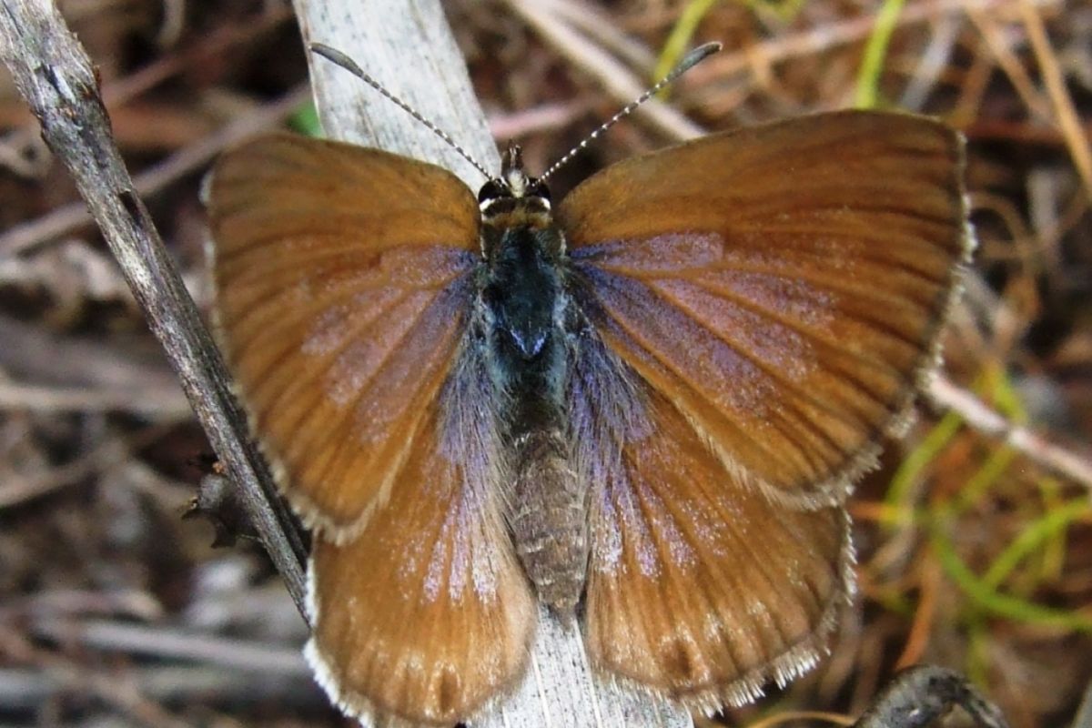 Projects | Possibly extinct Brenton blue butterfly