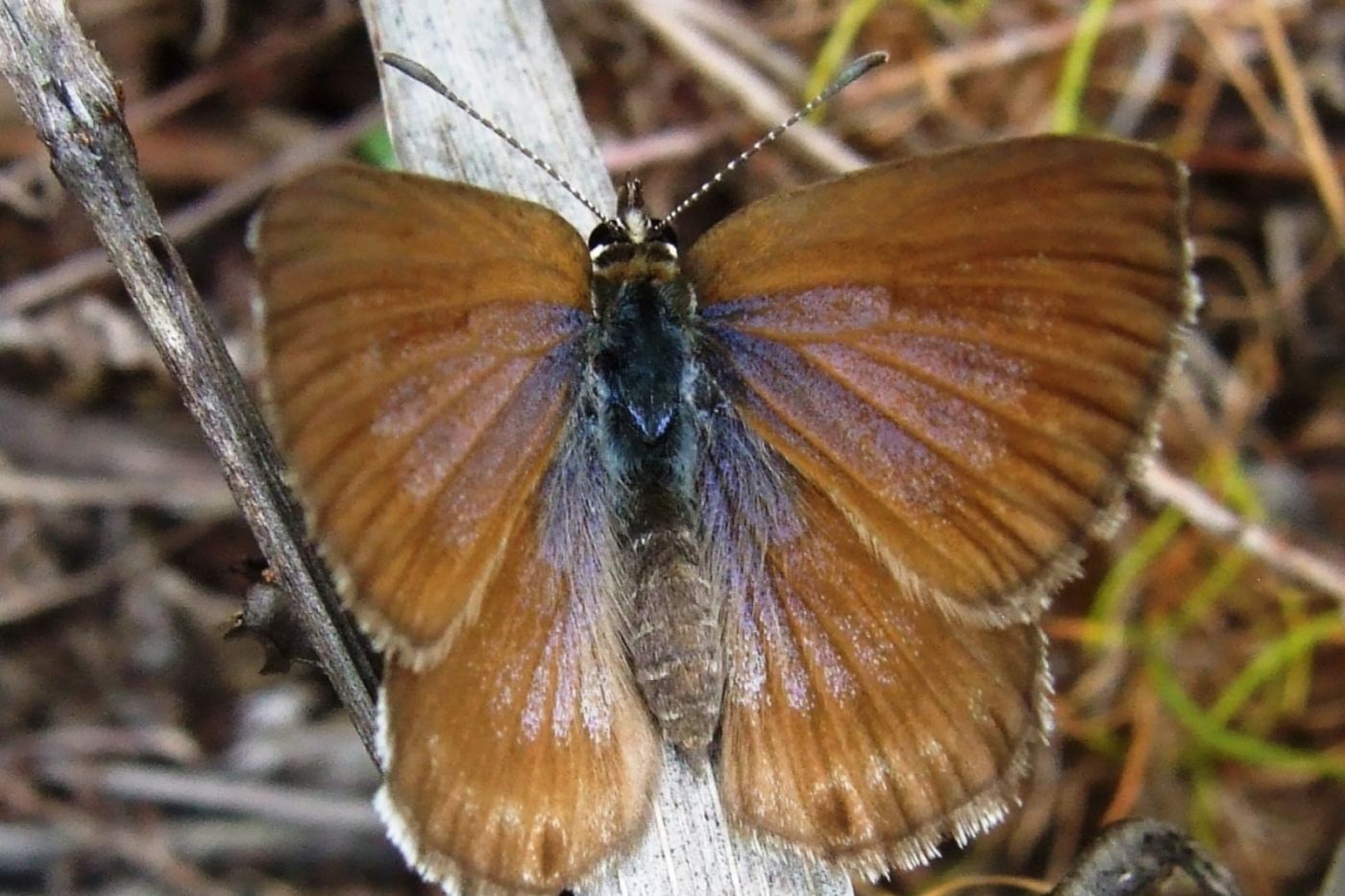 Projects | Possibly extinct Brenton blue butterfly