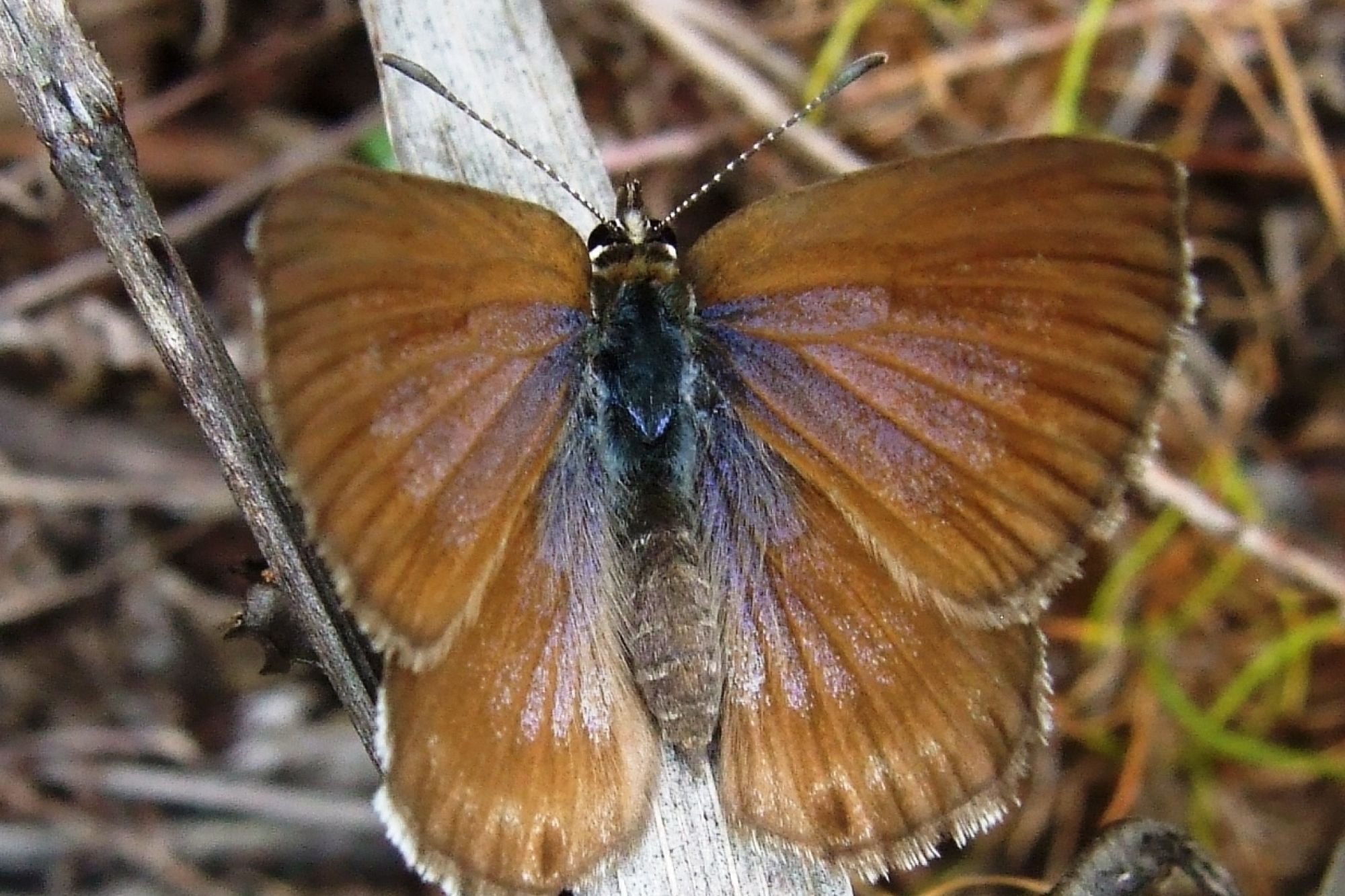 Projects | Possibly extinct Brenton blue butterfly