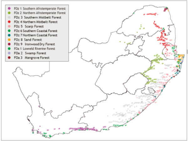 News | Indigenous Forests of the Western Cape