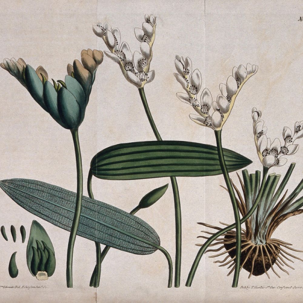 Aponogeton Distachyos: The Waterblommetjie