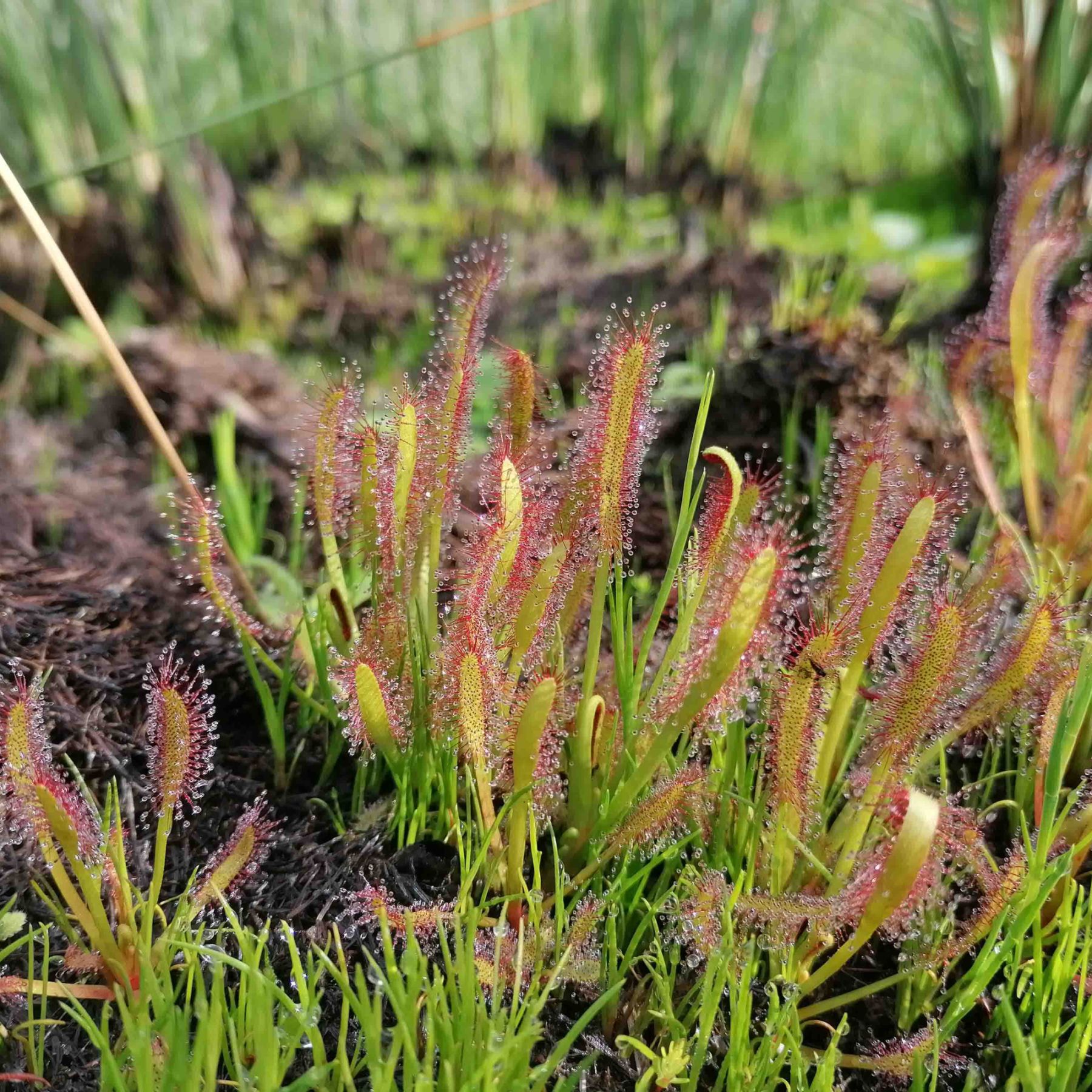 Small Carnivores in Plant Form: the South African Genus Drosera