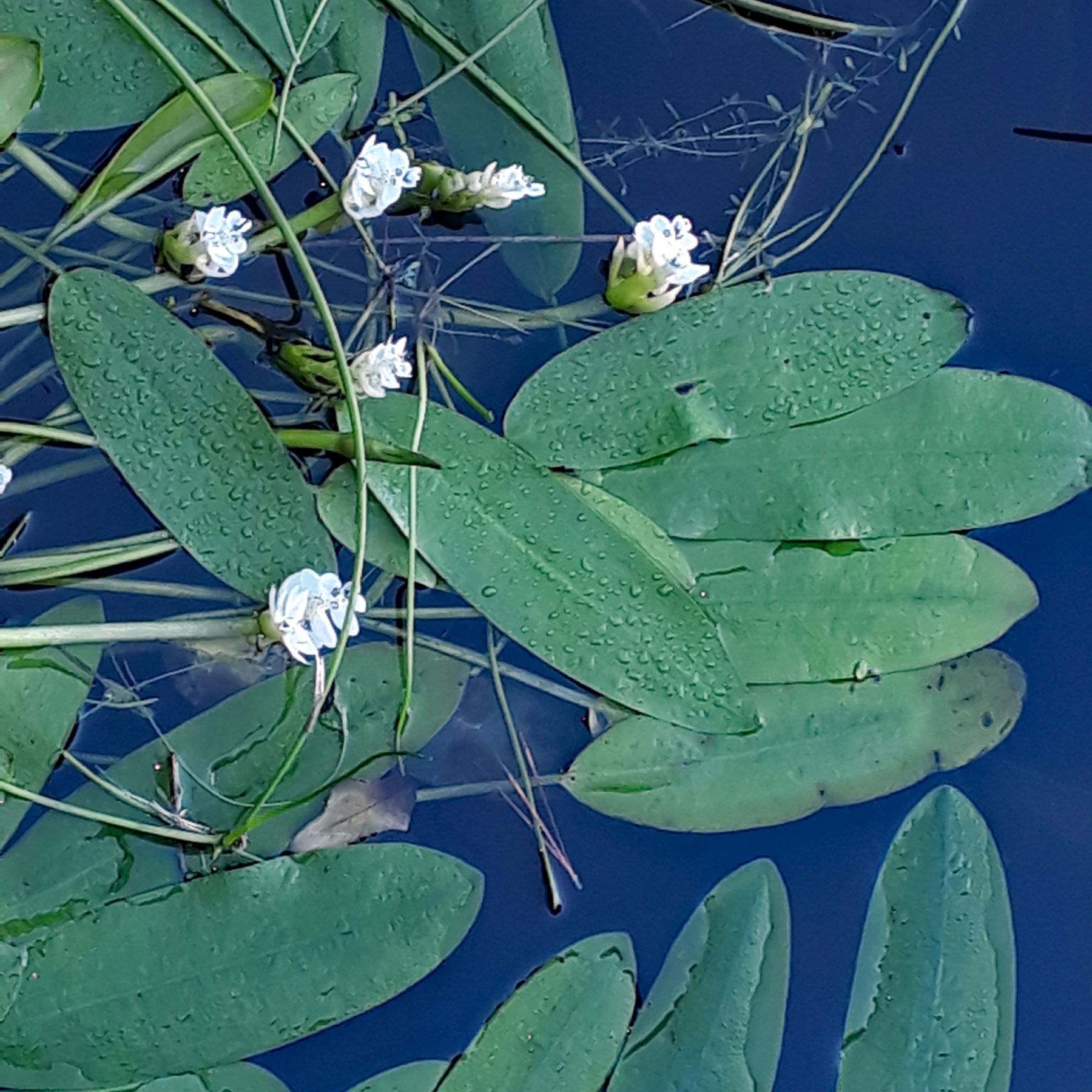 Aponogeton Distachyos: The Waterblommetjie