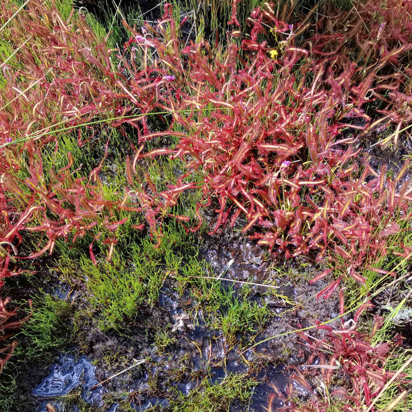 Small Carnivores in Plant Form: the South African Genus Drosera