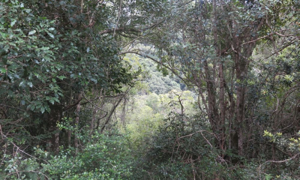 News | Indigenous Forests of the Western Cape
