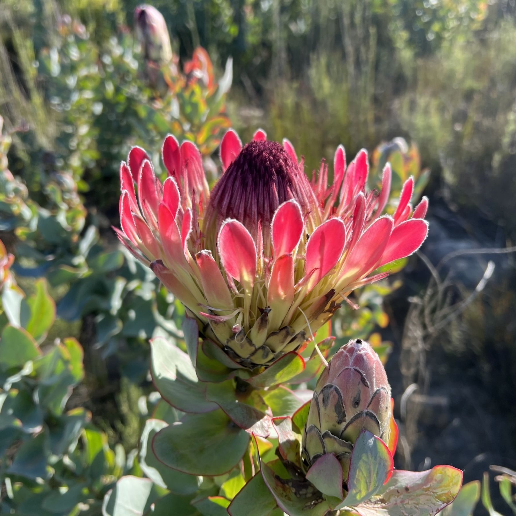 The spectacular Proteaceae family – Capenature