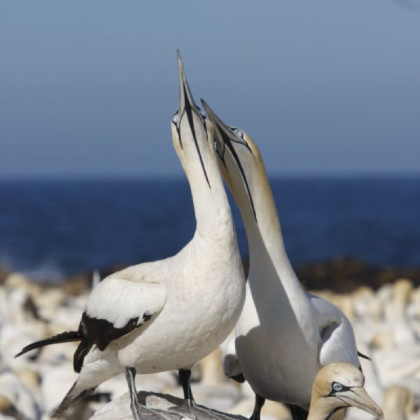 From Laws to Conservation: Protecting Seabirds in South Africa’s ...