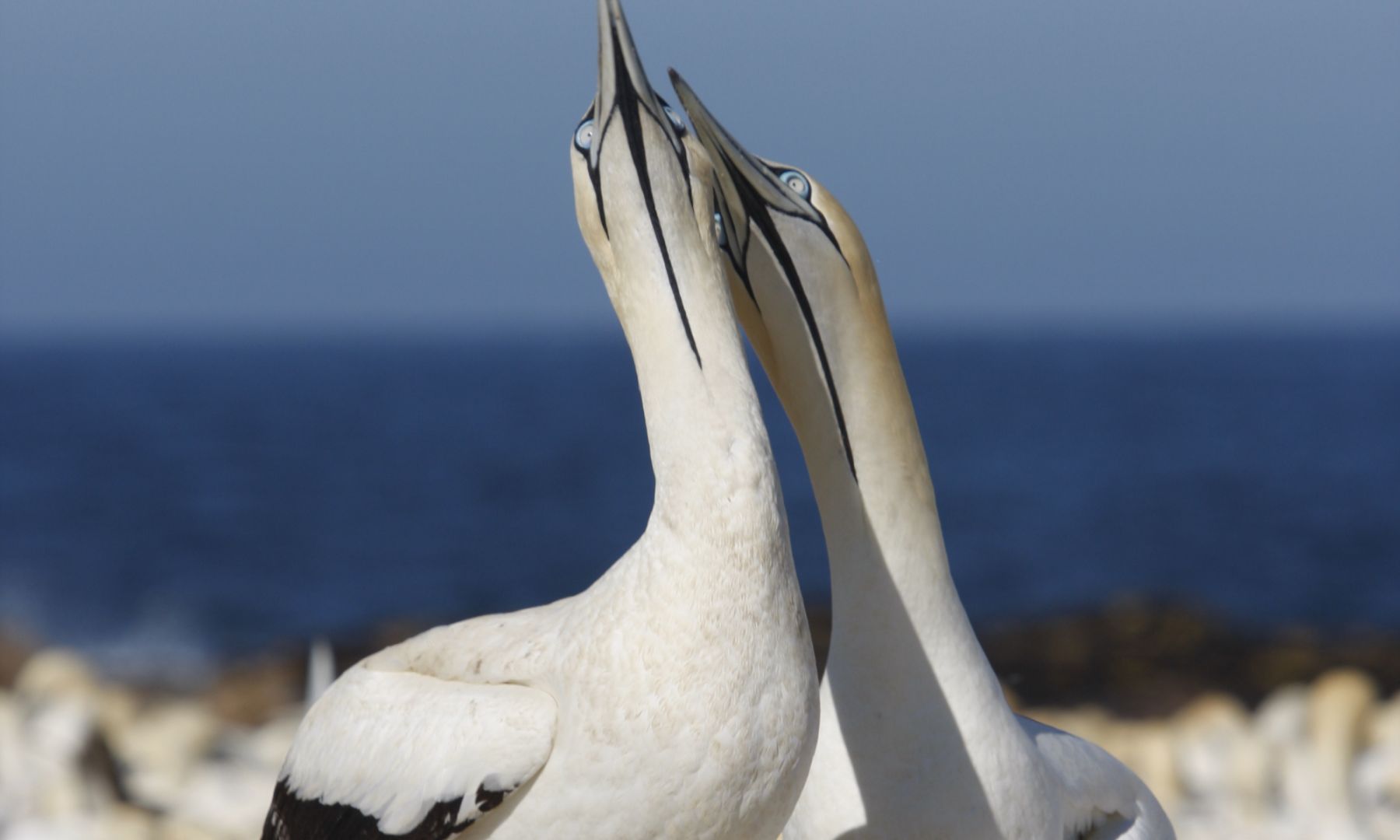 From Laws to Conservation: Protecting Seabirds in South Africa’s ...