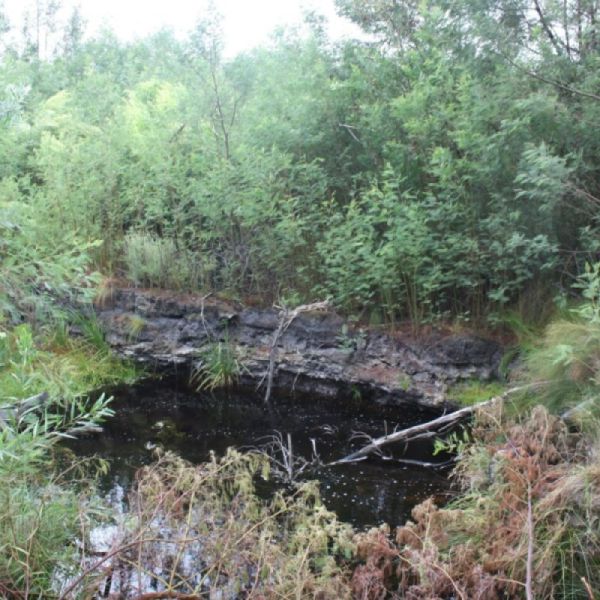 News | Safeguarding Ecological Infrastructure Against Invasive Alien ...