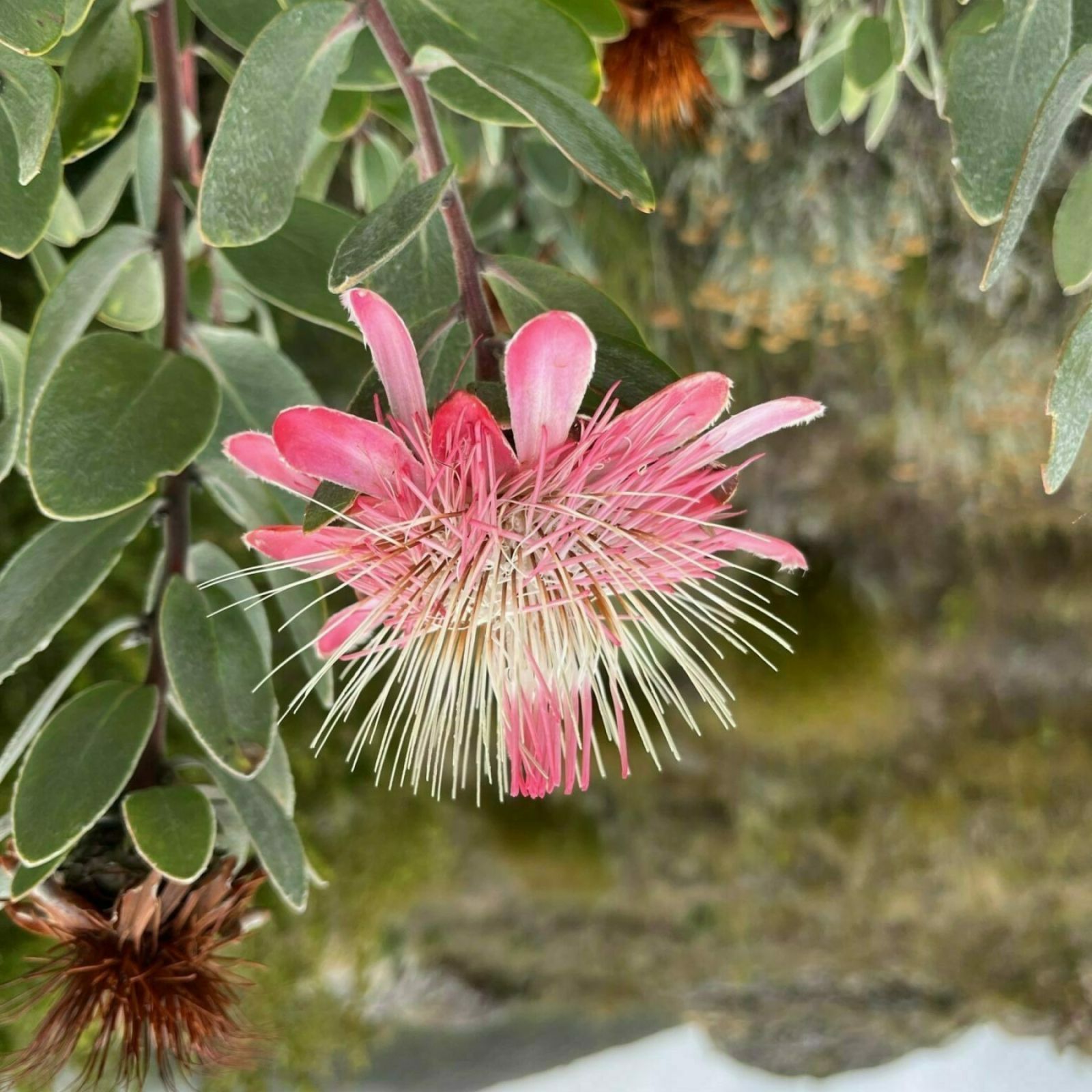 News | The Spectacular Proteaceae Family