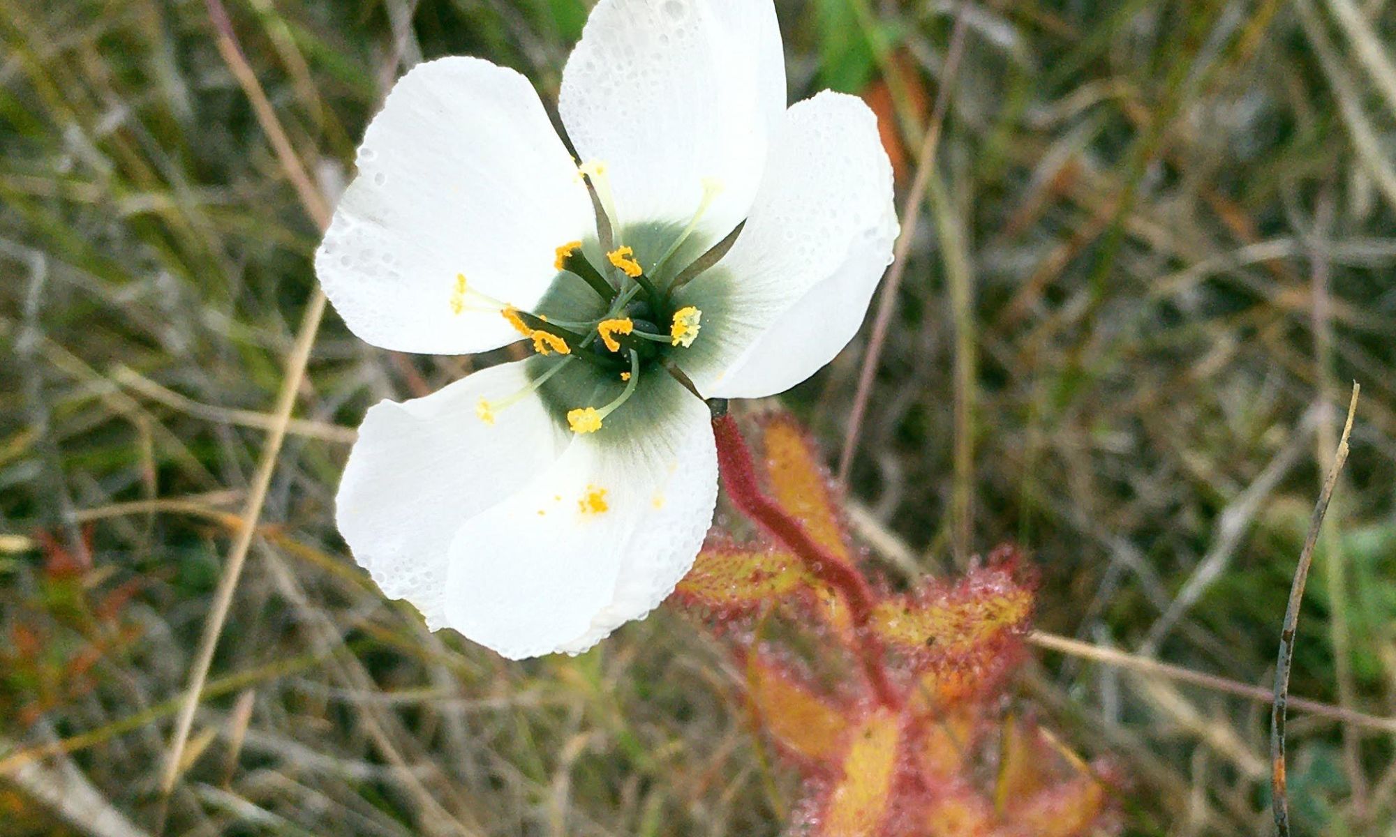 Small Carnivores in Plant Form: the South African Genus Drosera