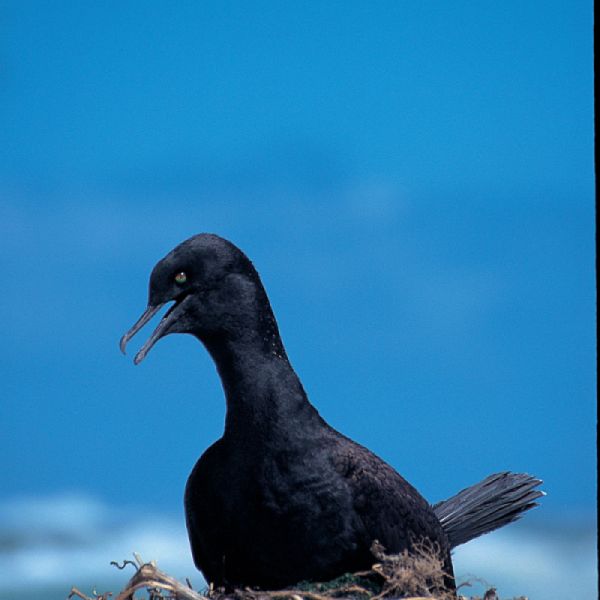 From Laws to Conservation: Protecting Seabirds in South Africa’s ...