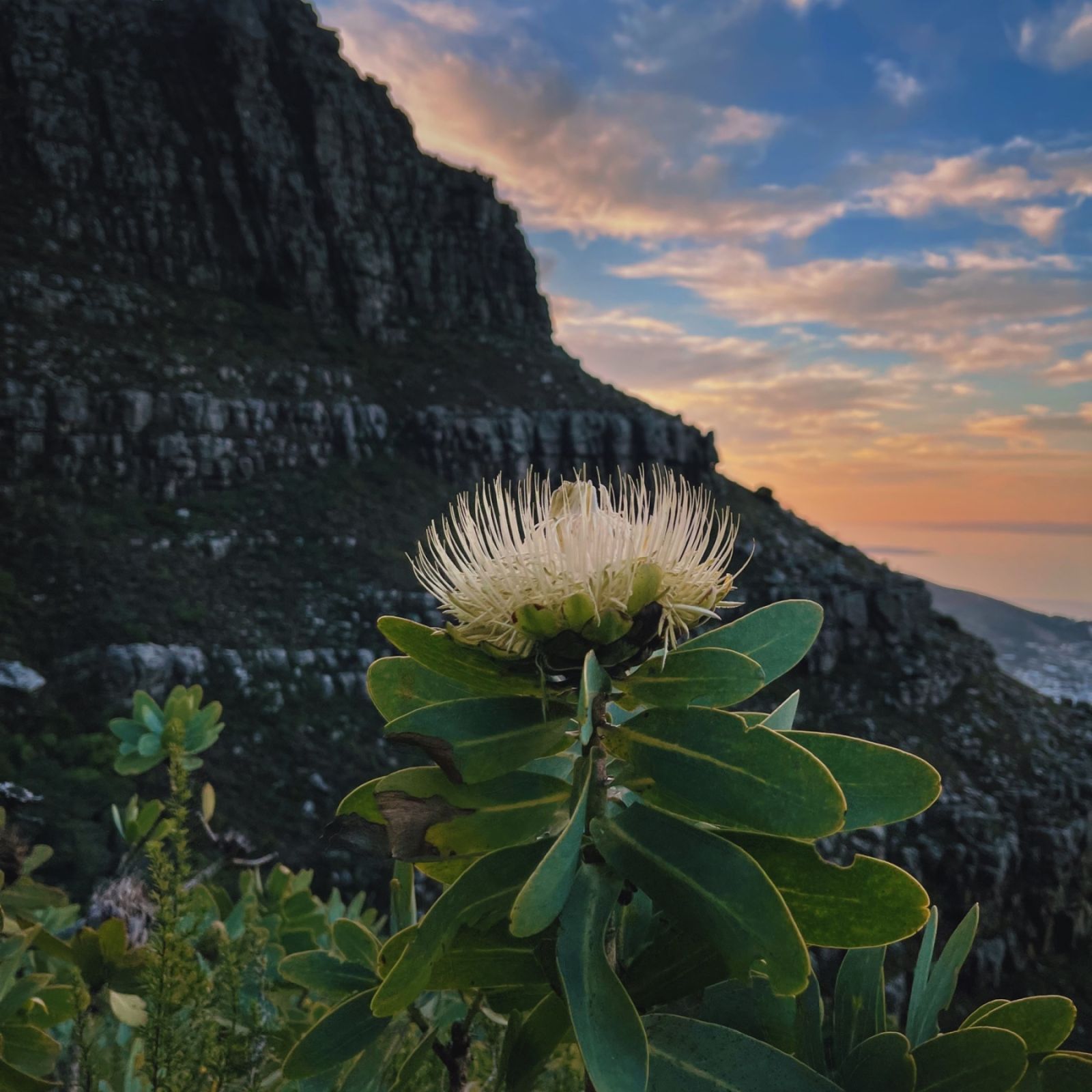 News | The Spectacular Proteaceae Family