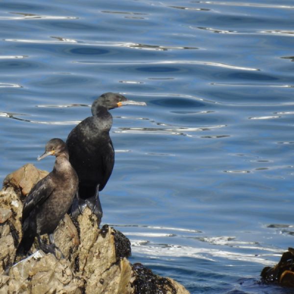 From Laws to Conservation: Protecting Seabirds in South Africa’s ...