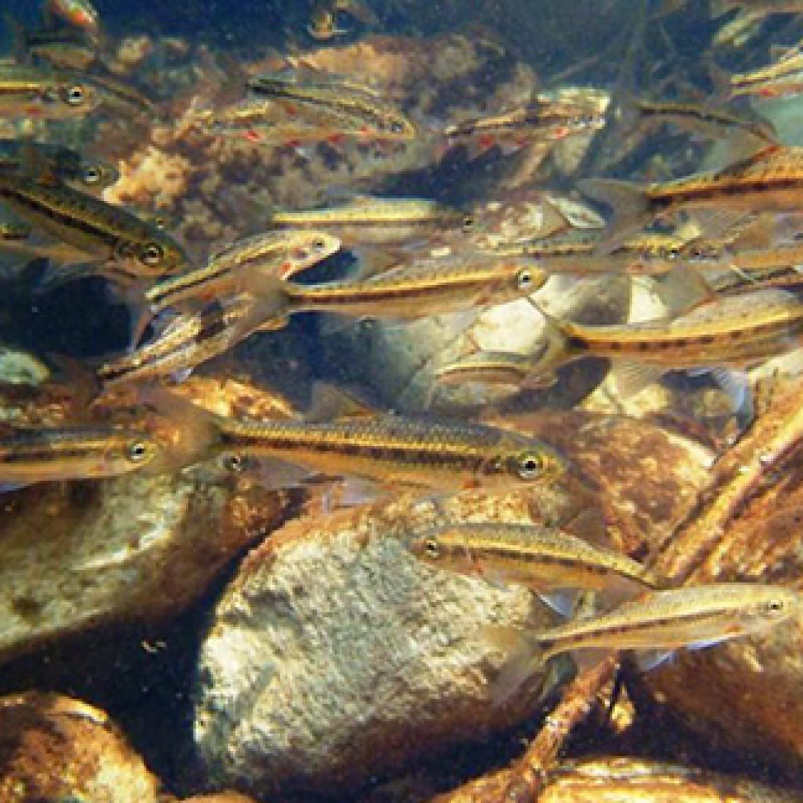 Animal Conservation - Capenature