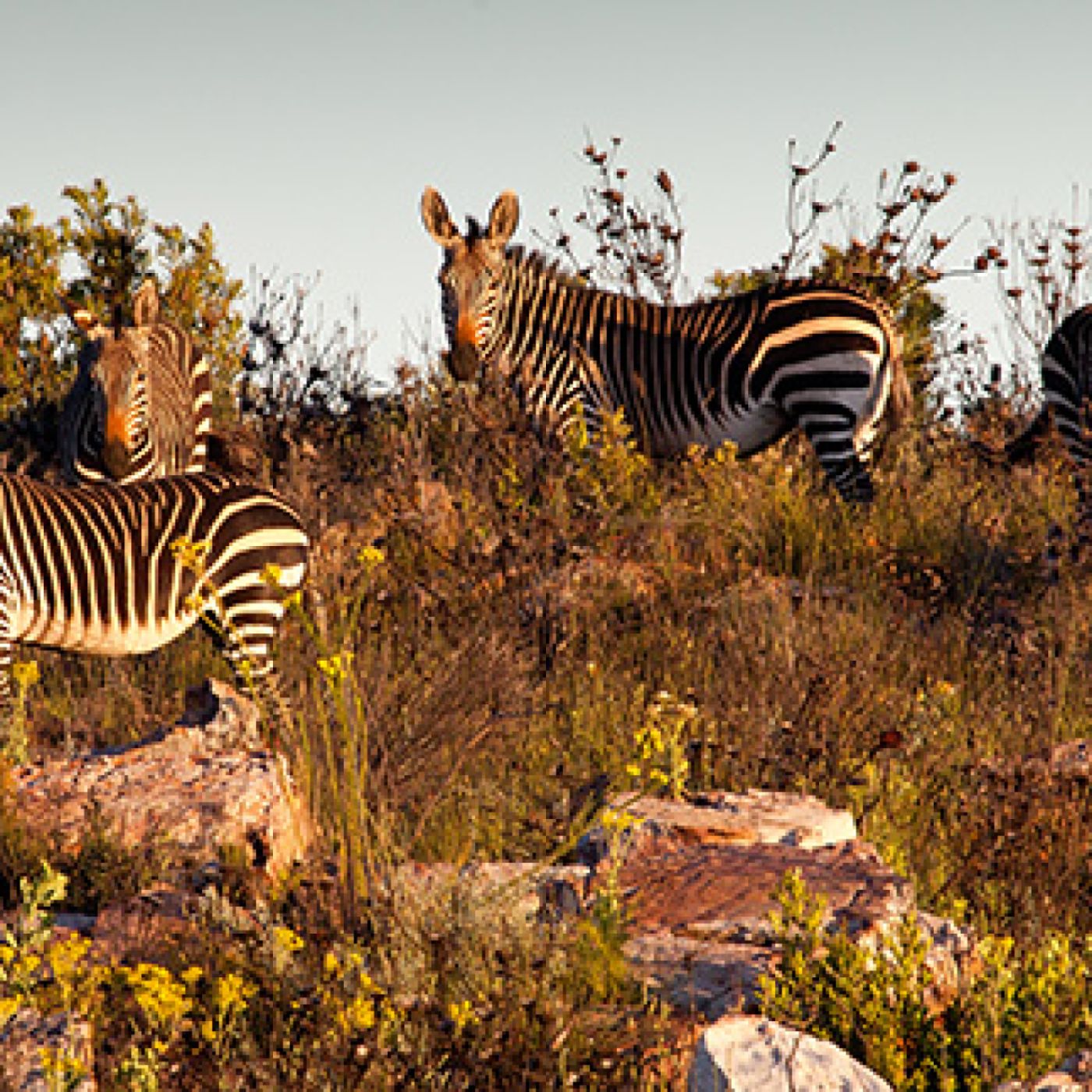 Projects | Cape mountain zebra project