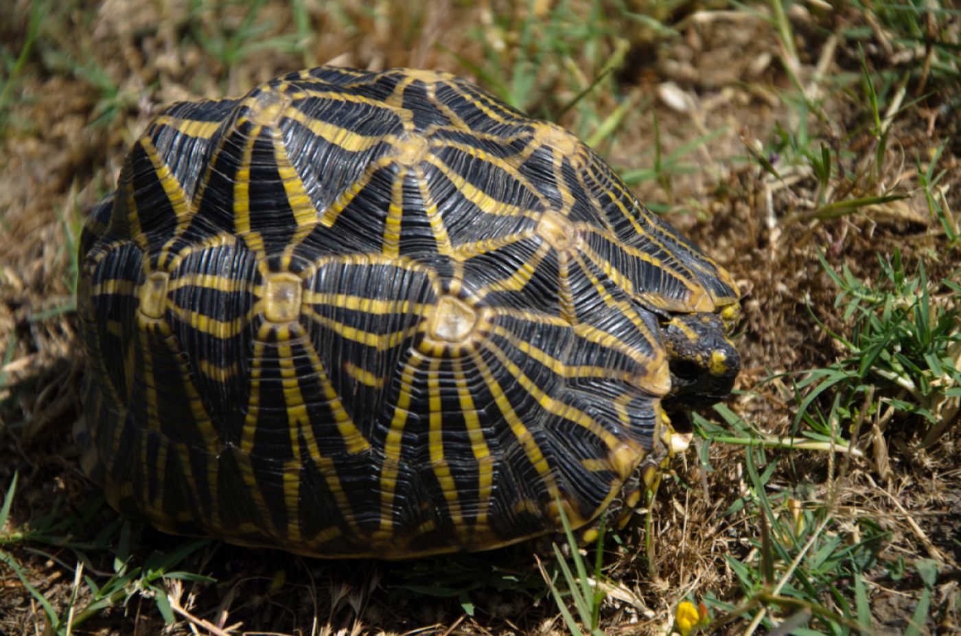Fauna and Flora | Geometric Tortoise