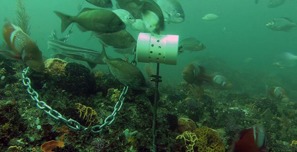 Conservation | Goukamma Nature and Marine Reserve Conservation
